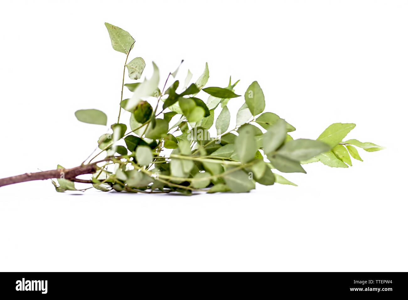 Neem pata Cut Out Stock Images & Pictures - Alamy