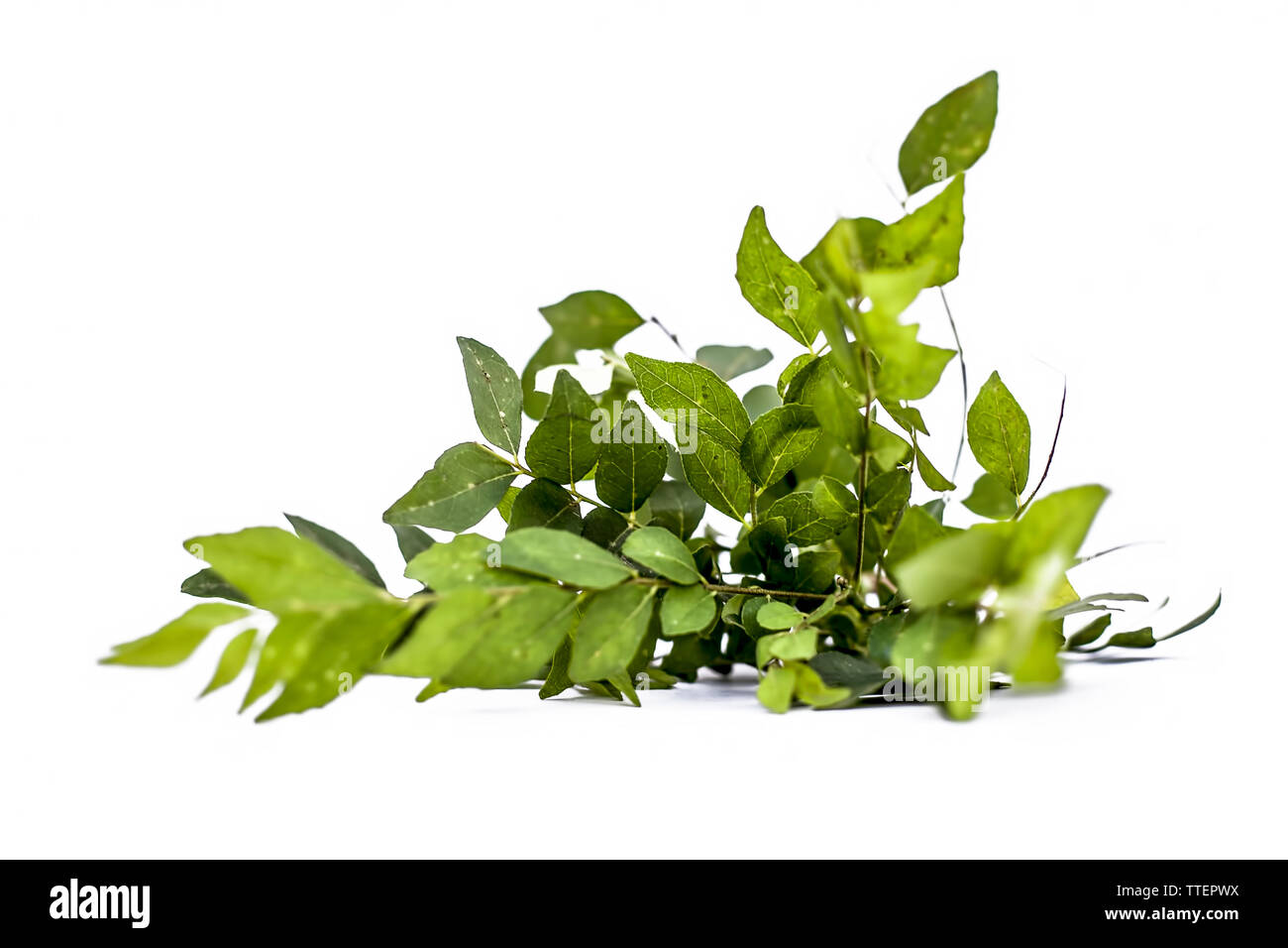 Neem leaves pata hi-res stock photography and images - Alamy