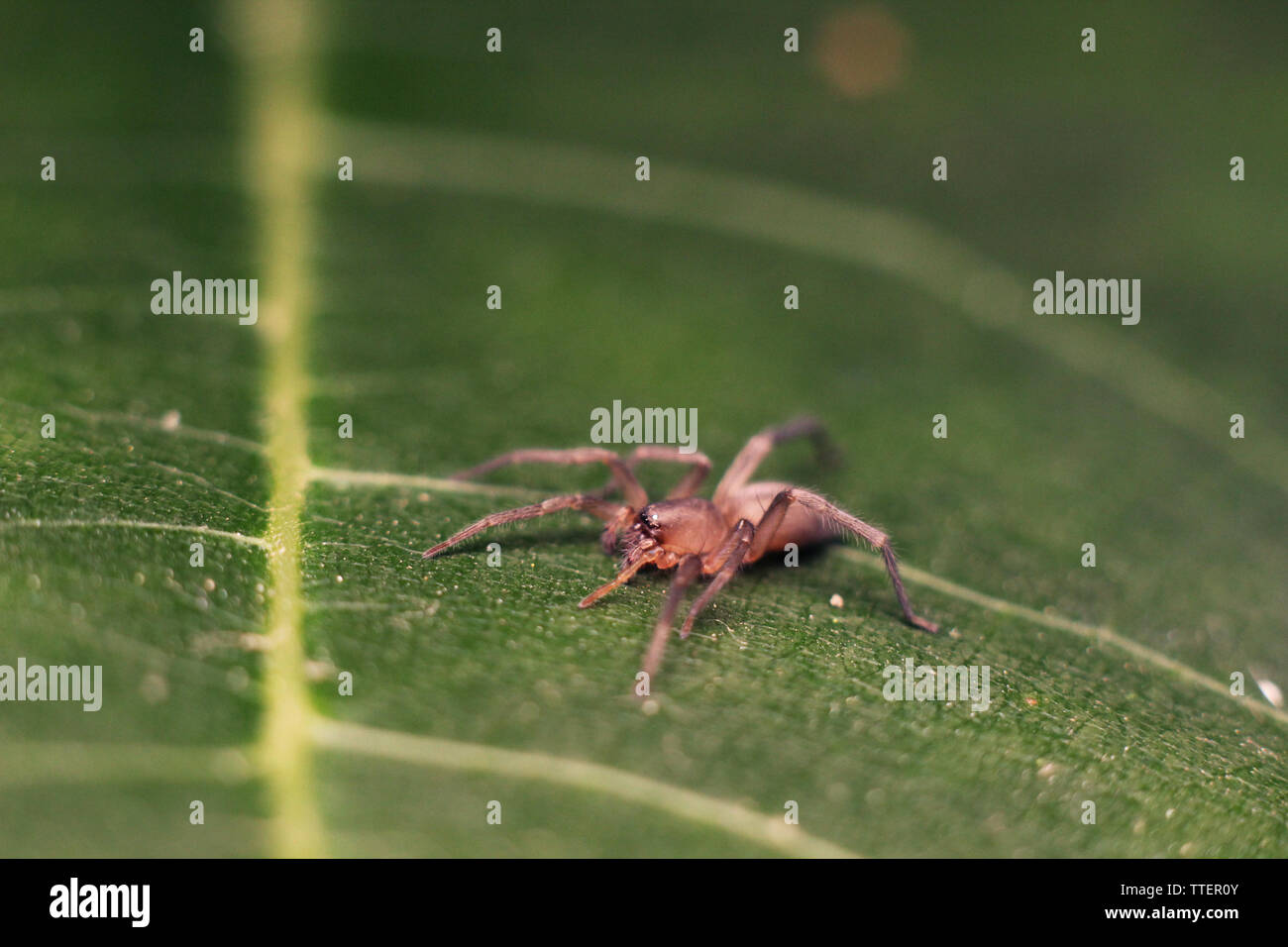Spider evolution hi-res stock photography and images - Alamy