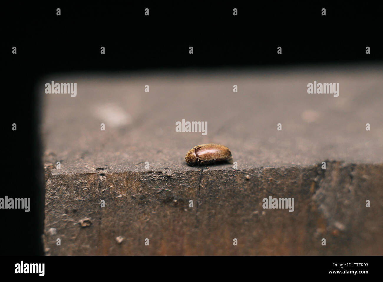 Tiny beetle hi-res stock photography and images - Alamy