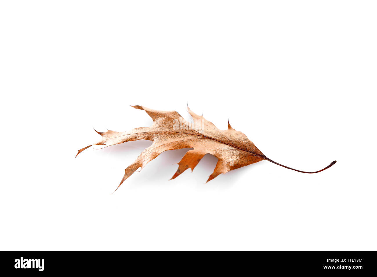 Dry leaf, isolated on white Stock Photo - Alamy