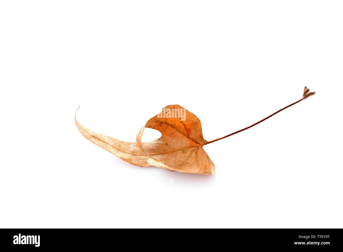 Dry maple leaf, isolated on white Stock Photo - Alamy
