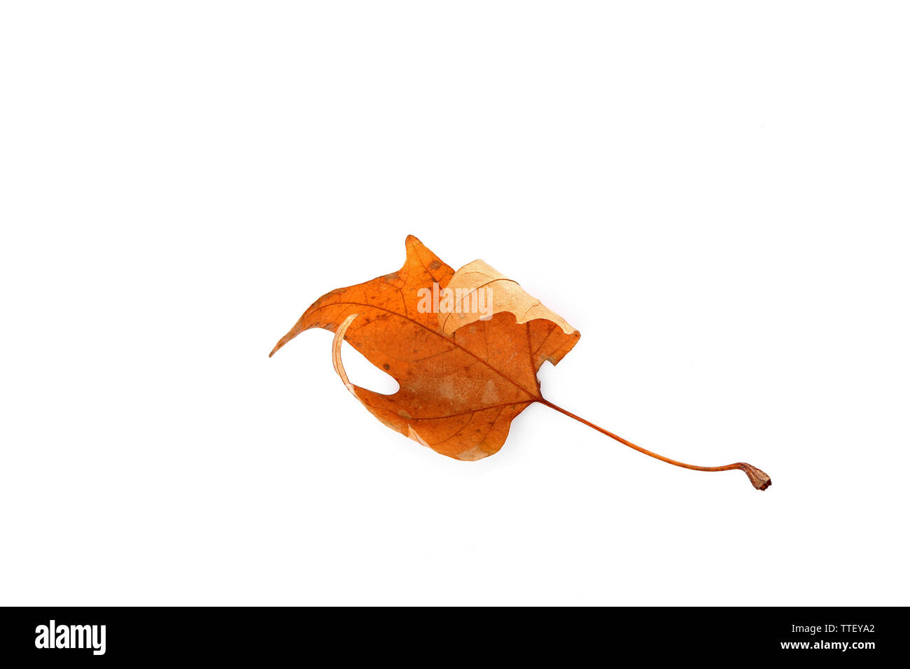 Dry maple leaf, isolated on white Stock Photo - Alamy