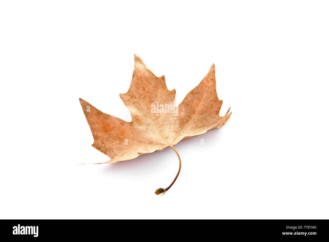 Dry maple leaf, isolated on white Stock Photo - Alamy