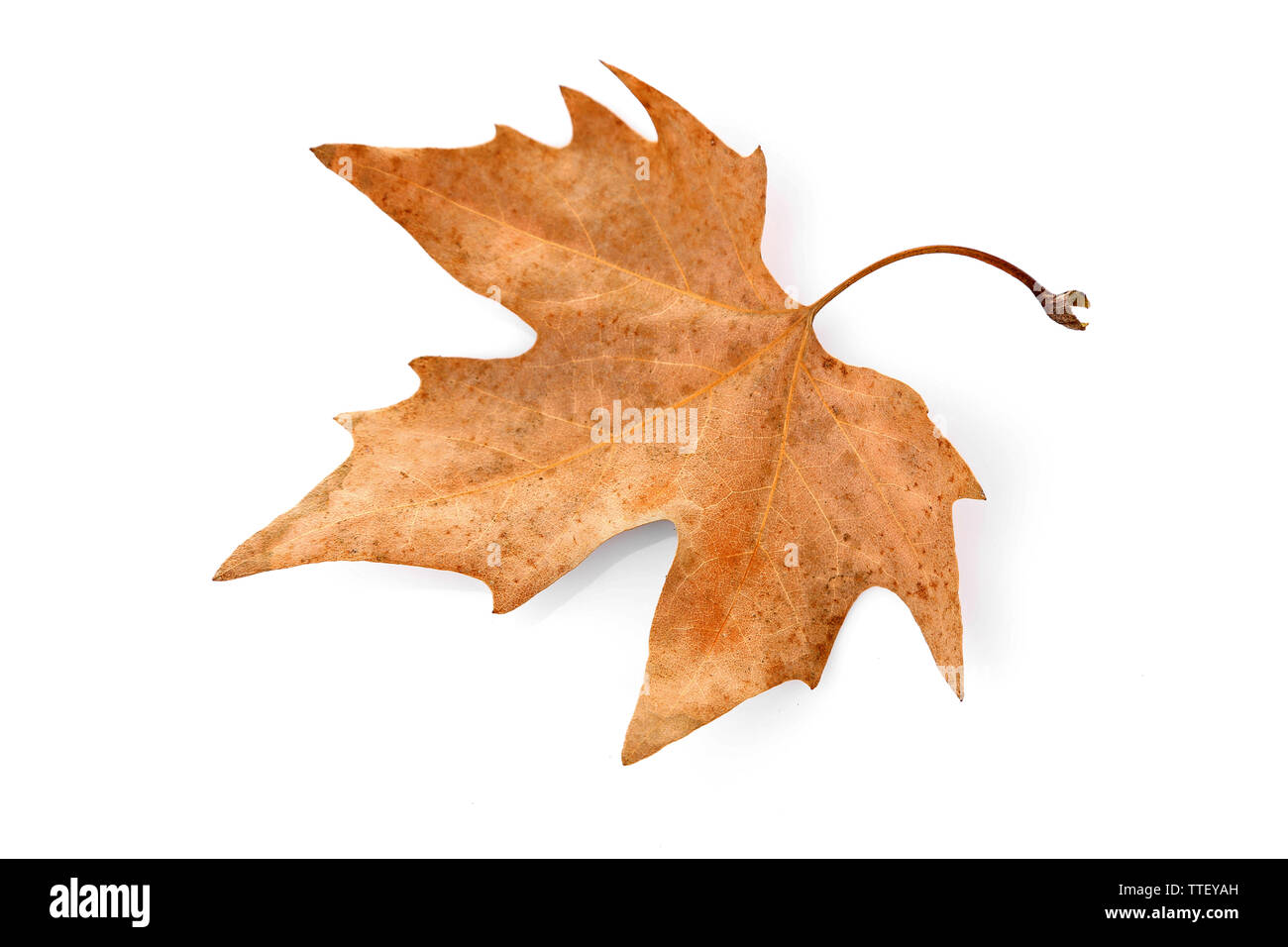 Dry maple leaf, isolated on white Stock Photo - Alamy