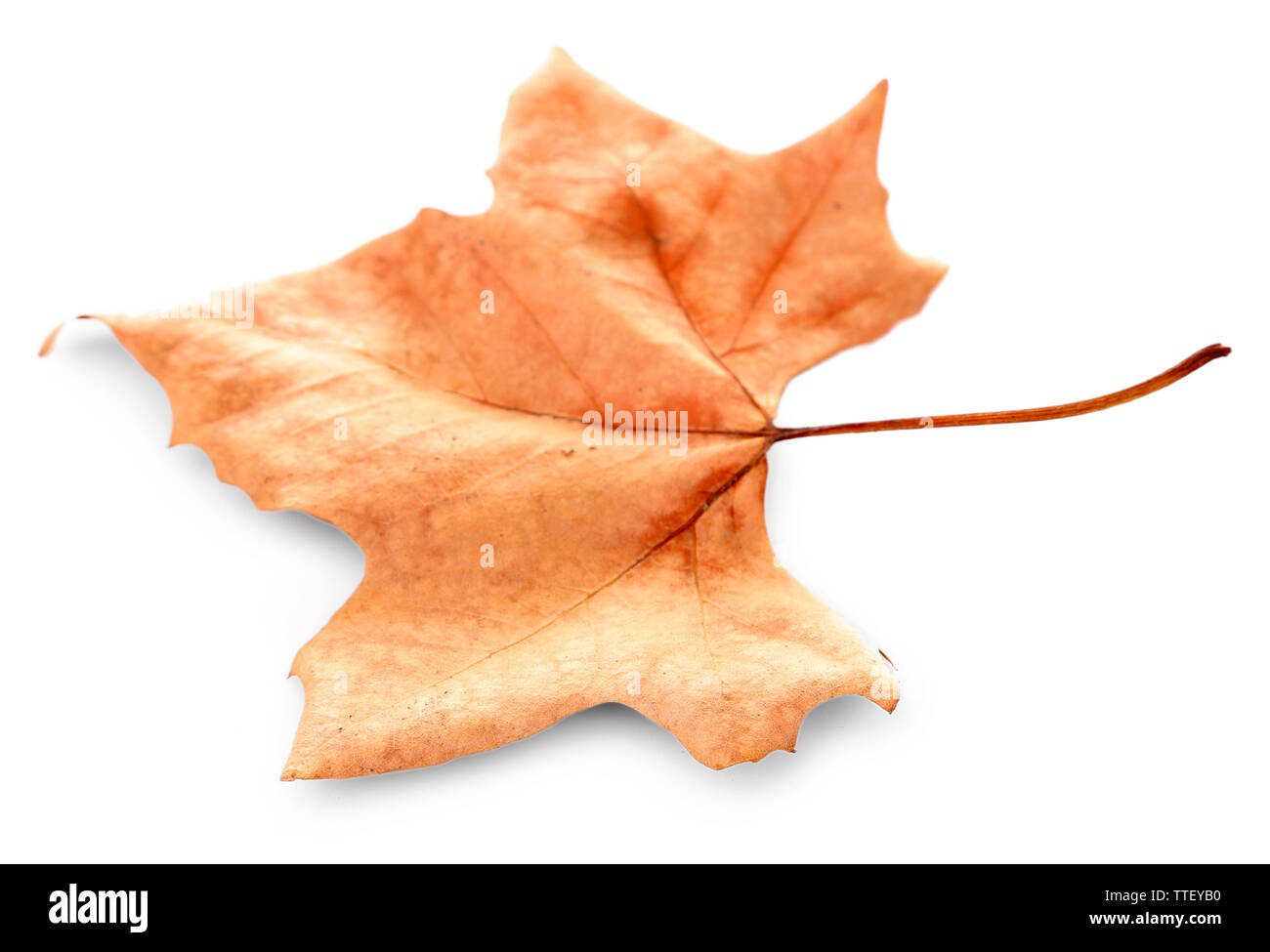 Dry maple leaf, isolated on white Stock Photo - Alamy