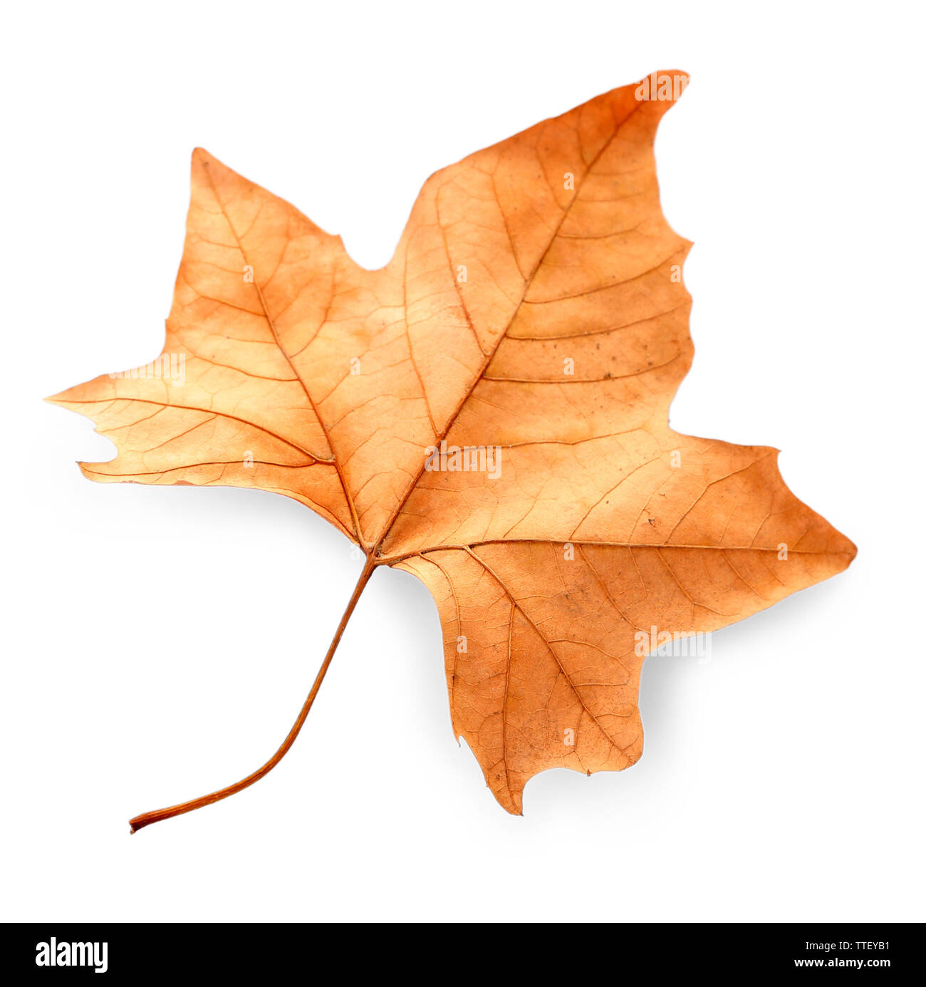 Dry maple leaf, isolated on white Stock Photo - Alamy