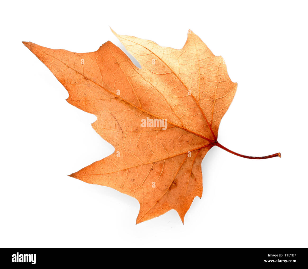 Dry maple leaf, isolated on white Stock Photo - Alamy