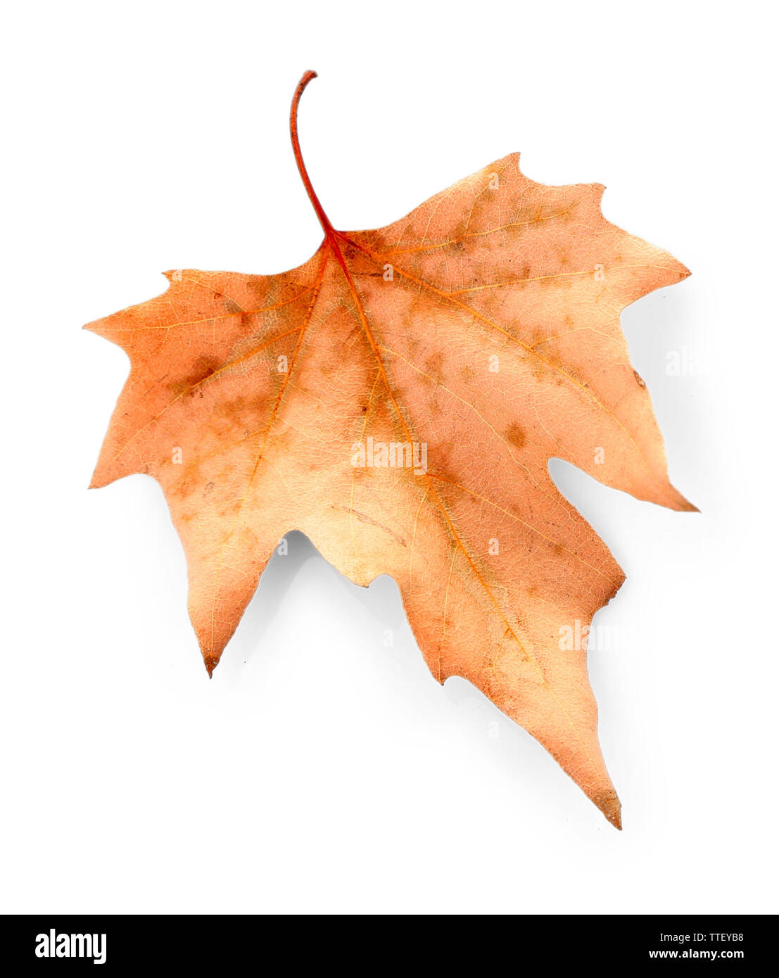 Dry maple leaf, isolated on white Stock Photo - Alamy