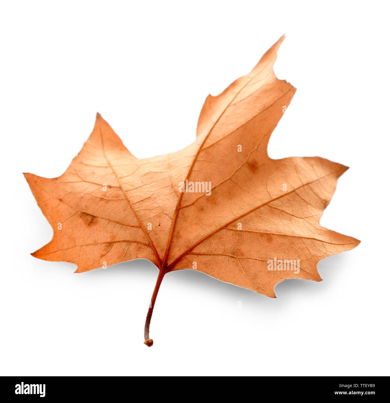 Dry maple leaf, isolated on white Stock Photo - Alamy
