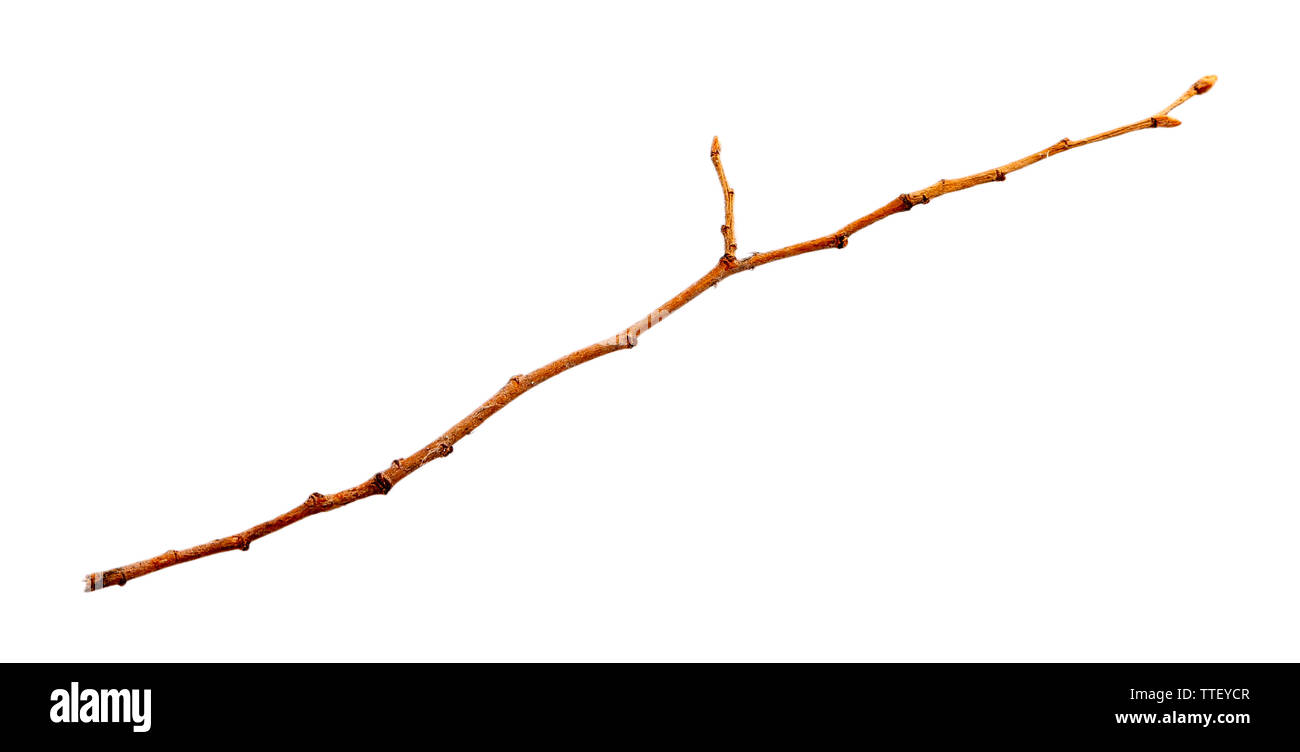 Dry branch, isolated on white Stock Photo - Alamy