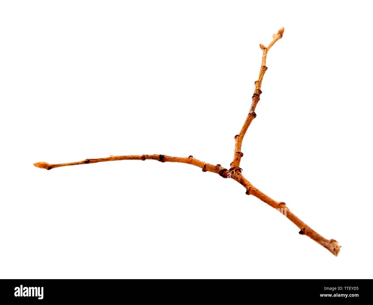 Dry branch, isolated on white Stock Photo - Alamy