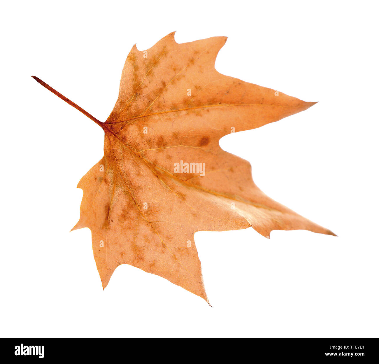 Dry maple leaf with pincers on white background Stock Photo - Alamy