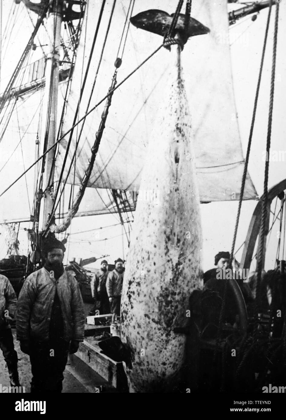 Whaling ship in the Arctic Stock Photo - Alamy