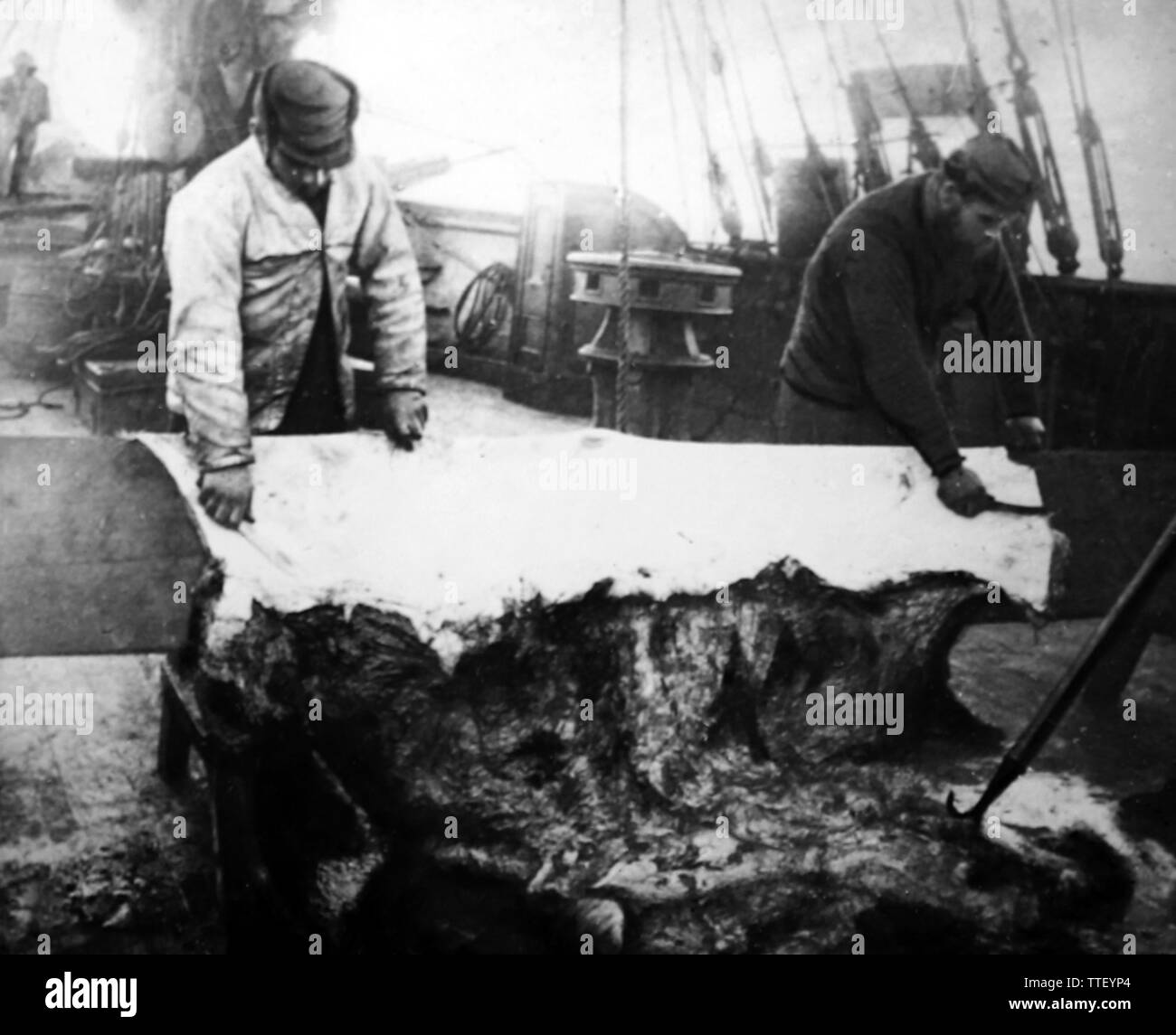 Whaling ship in the Arctic, skinning apolar bear Stock Photo - Alamy