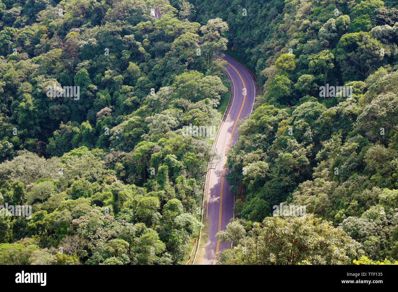 Street between trees in the forest aerial view from above, Jaragua Peak ...