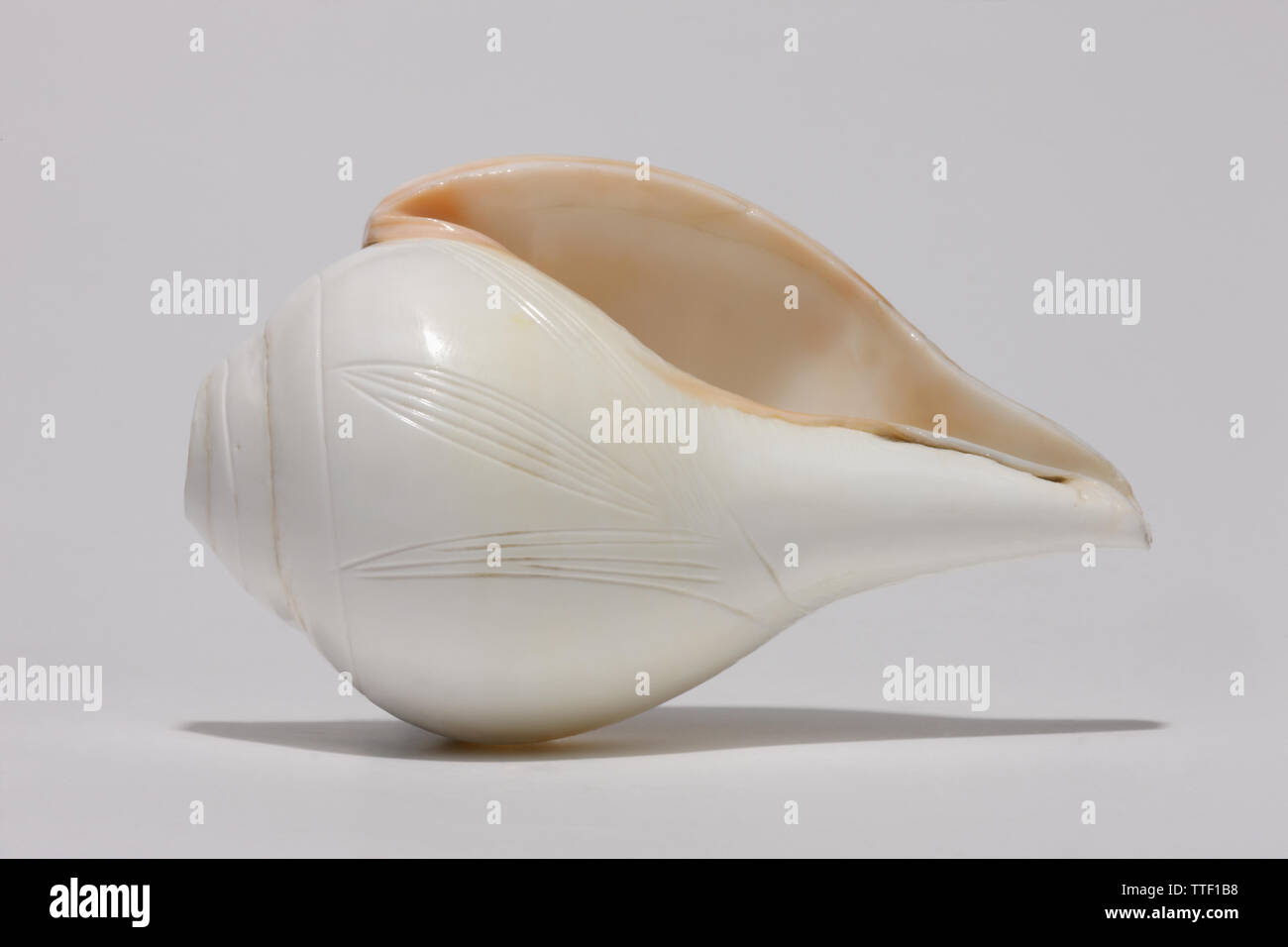 Shankh bajenwala hi-res stock photography and images - Alamy