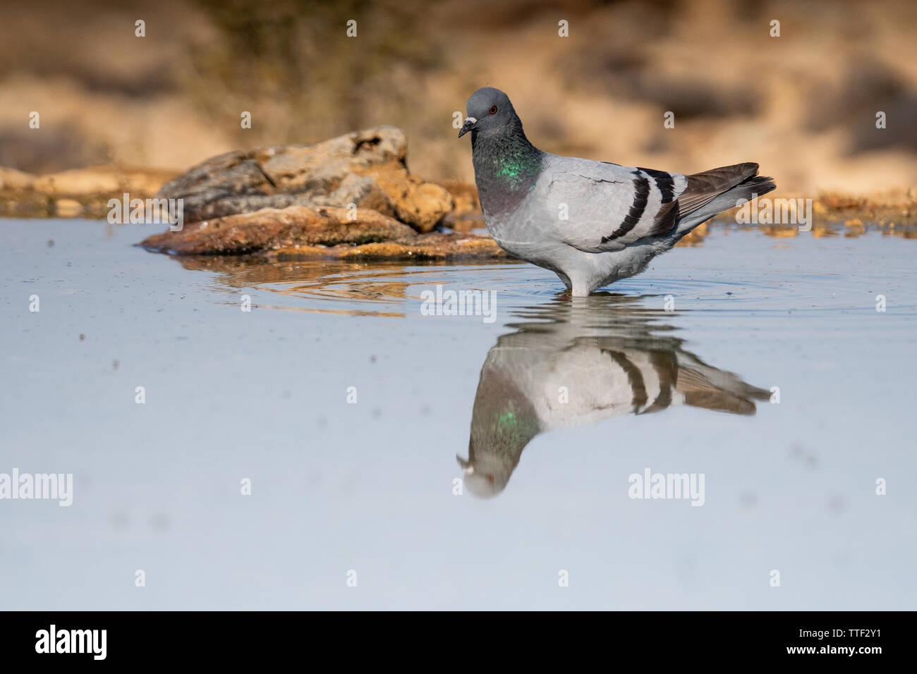 Rock dove hi-res stock photography and images - Alamy