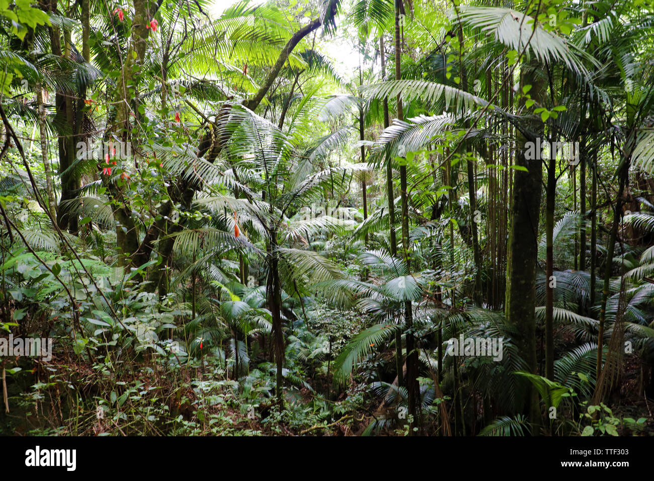 Atlantic Forest Plants