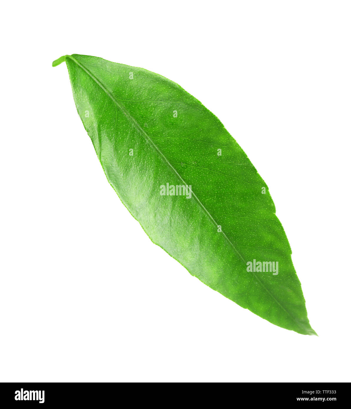 Green leaf of orange tree, isolated on white Stock Photo - Alamy