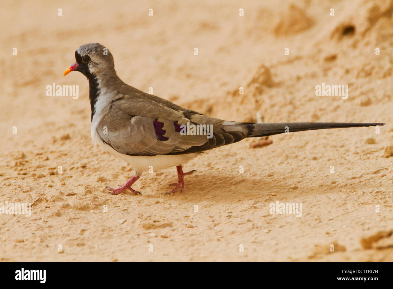 Namaqua dove (Oena capensis Stock Photo - Alamy