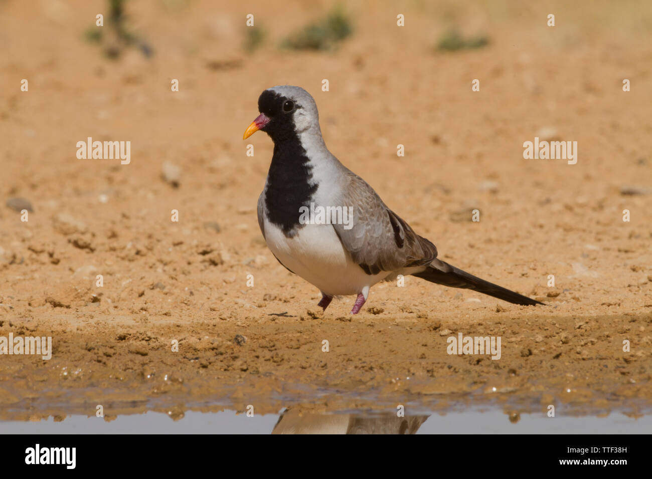 Middle east animals hi-res stock photography and images - Alamy