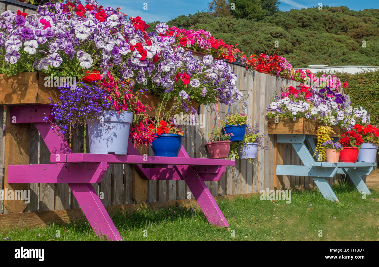 Colourful outdoor flower display of many floral varieties, in pots ...