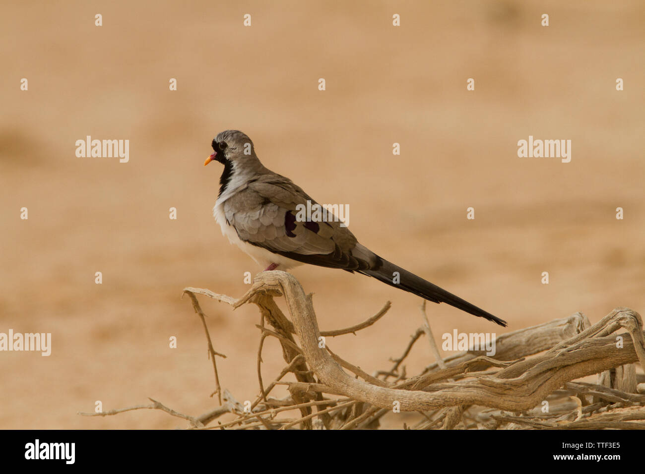 Middle east animals hi-res stock photography and images - Alamy