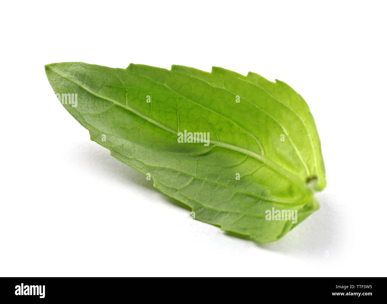 Fresh basil leaf isolated on white Stock Photo - Alamy