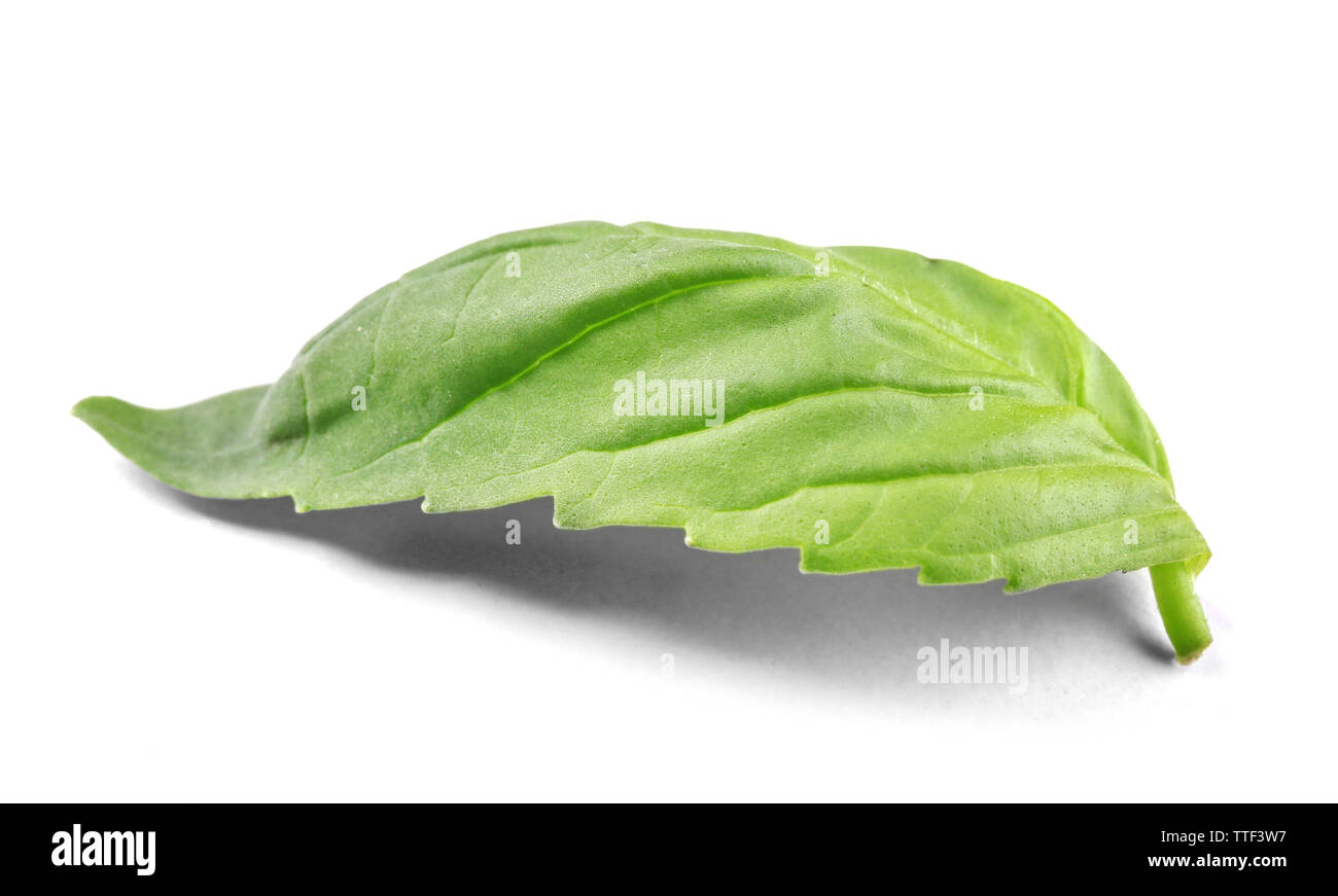 Fresh basil leaf isolated on white Stock Photo - Alamy