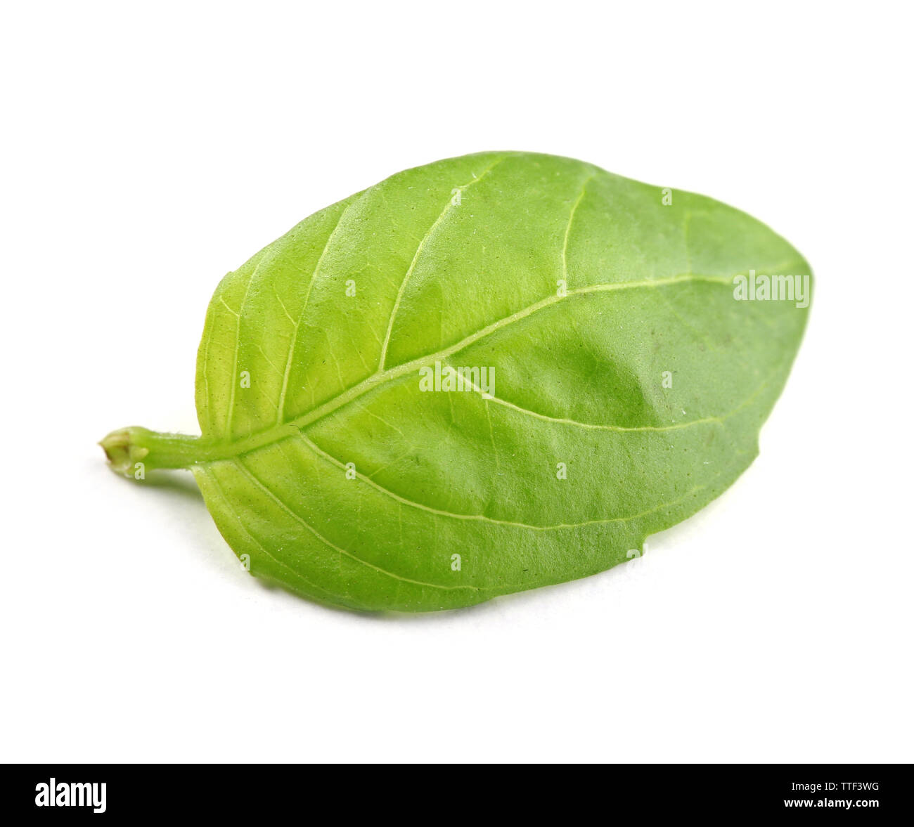 Fresh basil leaf isolated on white Stock Photo - Alamy