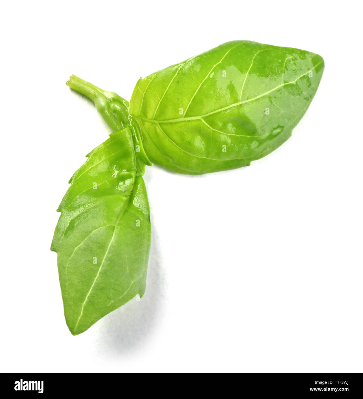 Fresh basil leaves group isolated on white Stock Photo - Alamy