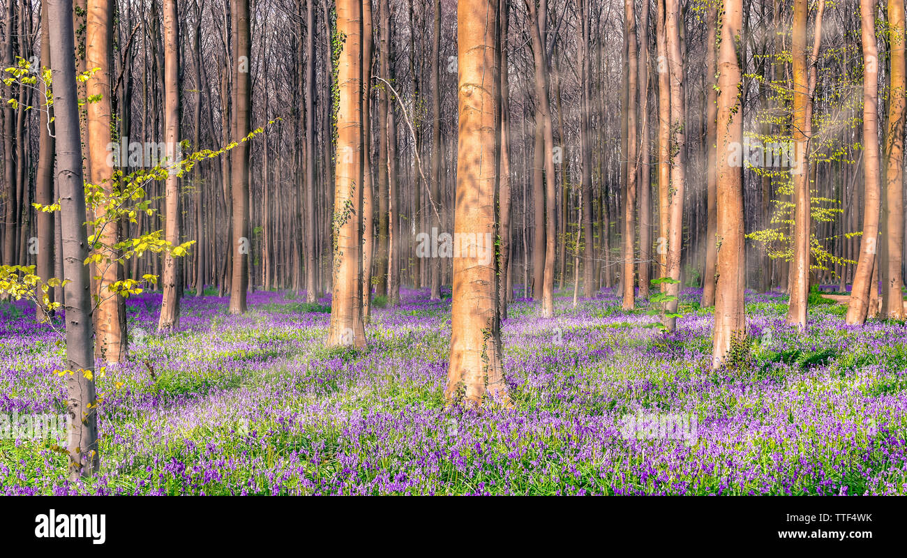 Belgian forest with a breathtaking field of purple bluebells among the ...