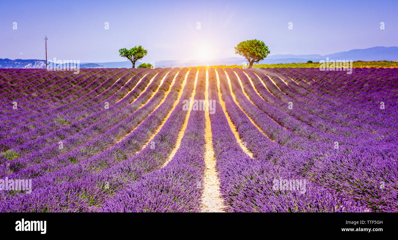 Lavender field sunset landscape hi-res stock photography and images - Alamy