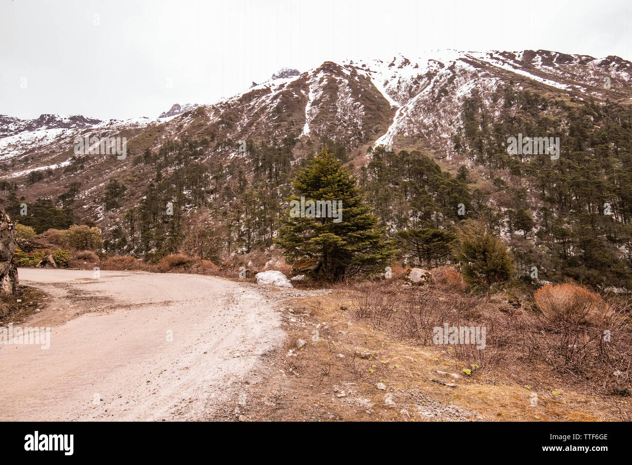 Hill road scene,Snow capped hills,Pine ,Fir trees,winding ,curves,North ...
