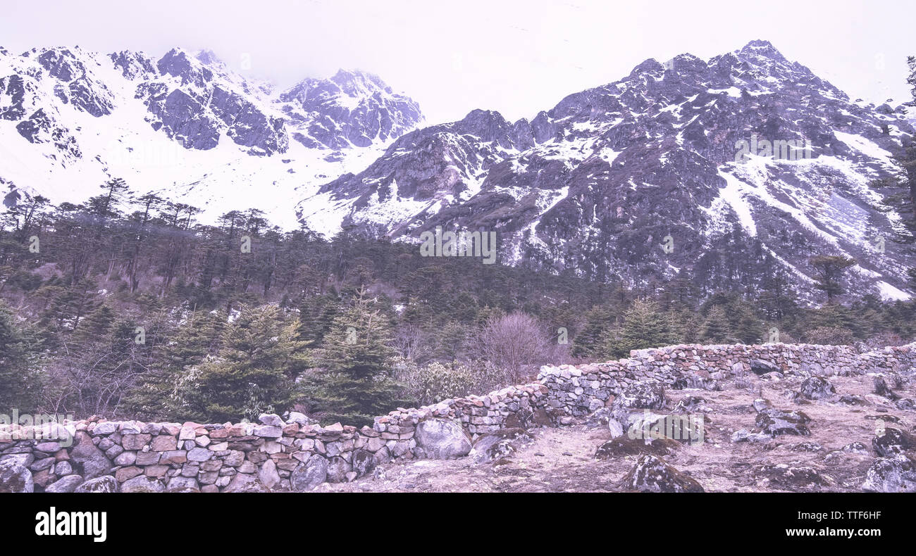 Sikkim maple hi-res stock photography and images - Alamy