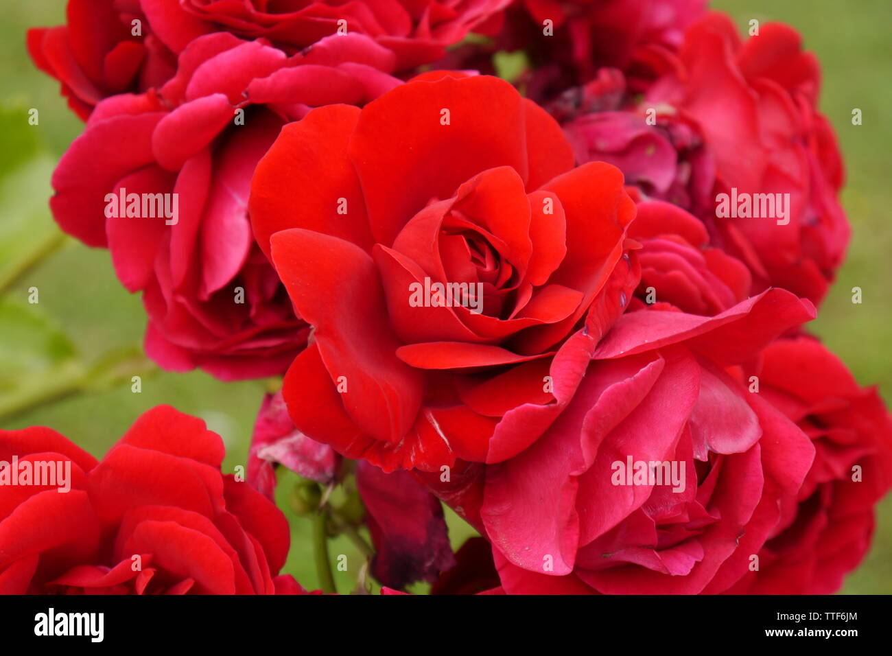 Many red roses hi-res stock photography and images - Alamy
