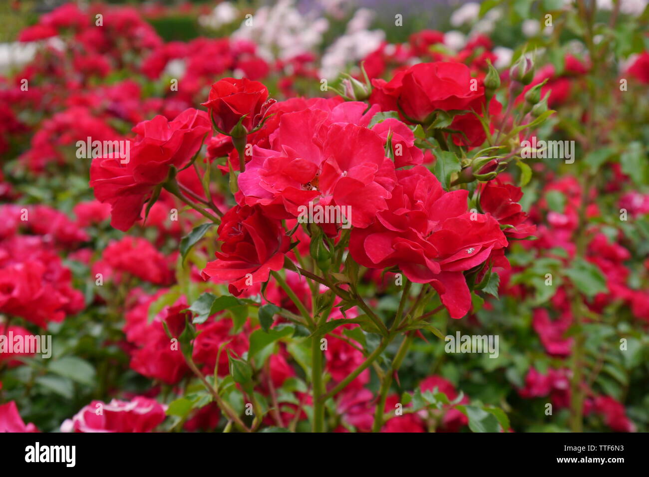 Many red roses hi-res stock photography and images - Alamy