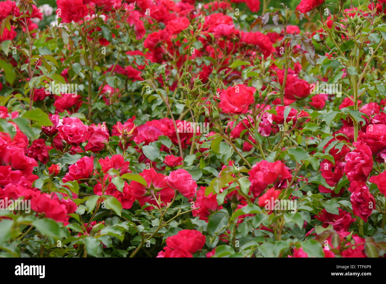 Many red roses hi-res stock photography and images - Alamy
