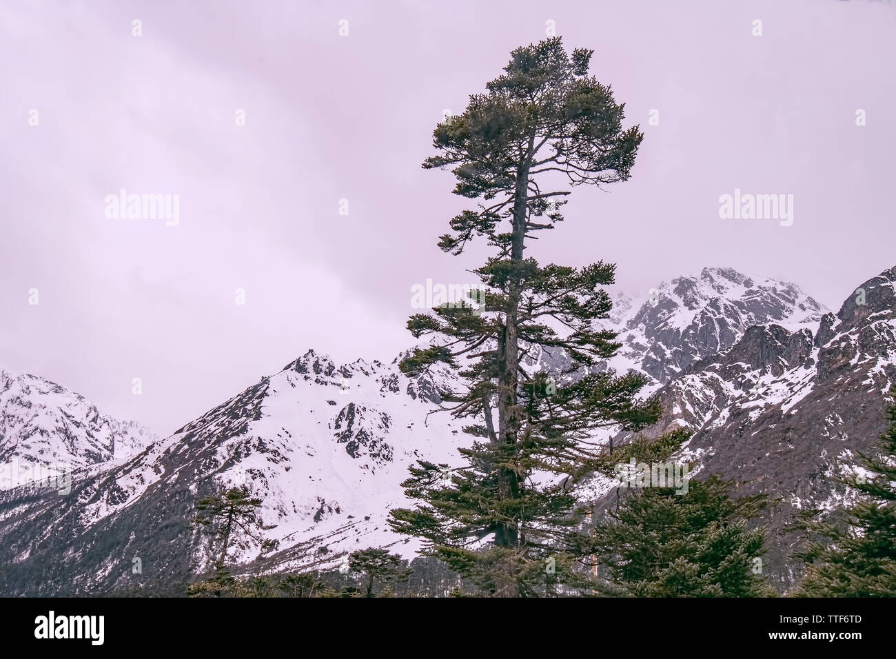 Sikkim fir hi-res stock photography and images - Alamy