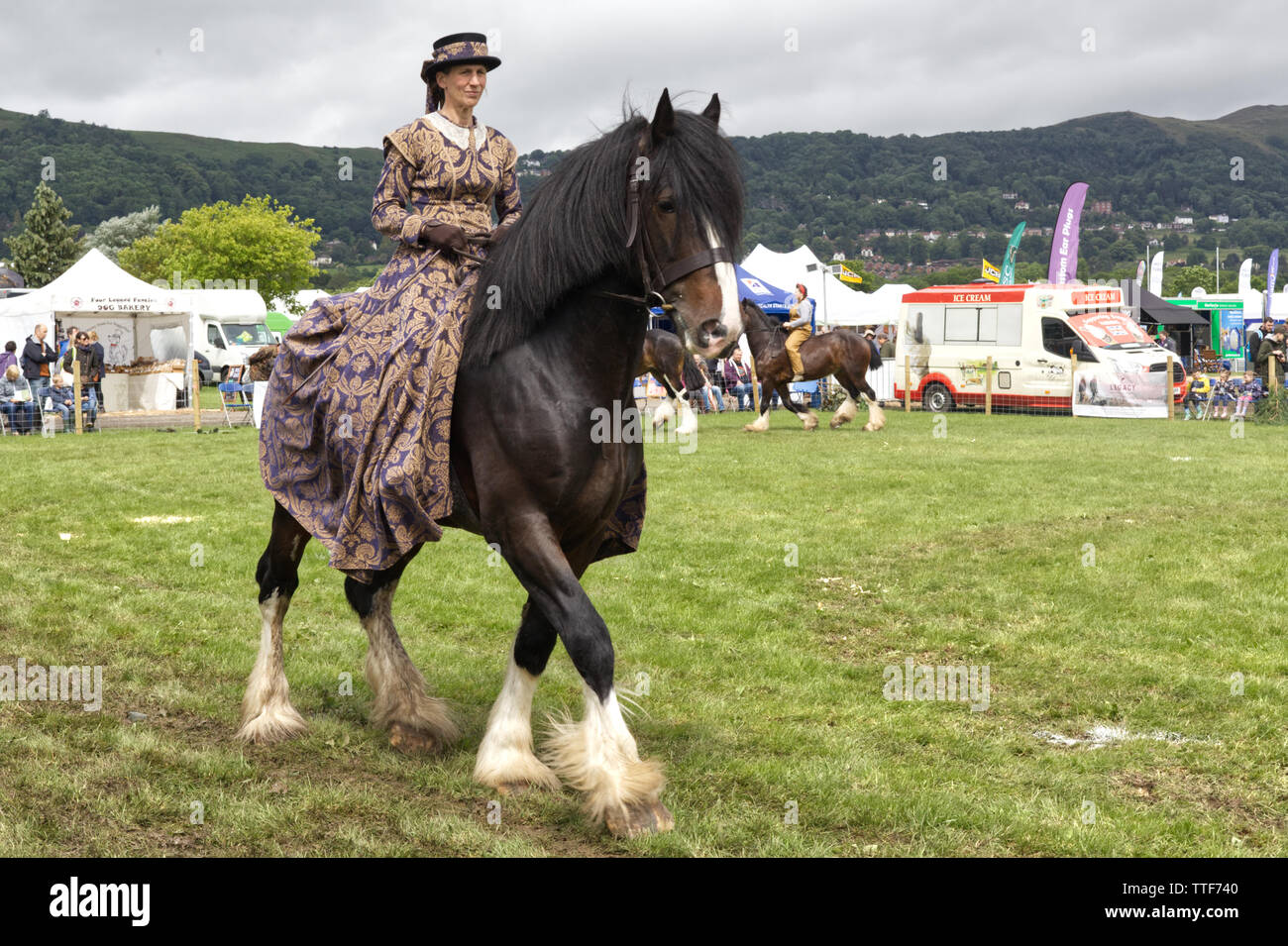 A shire horse being ridden by a lady dressed in Victorian clothing ...