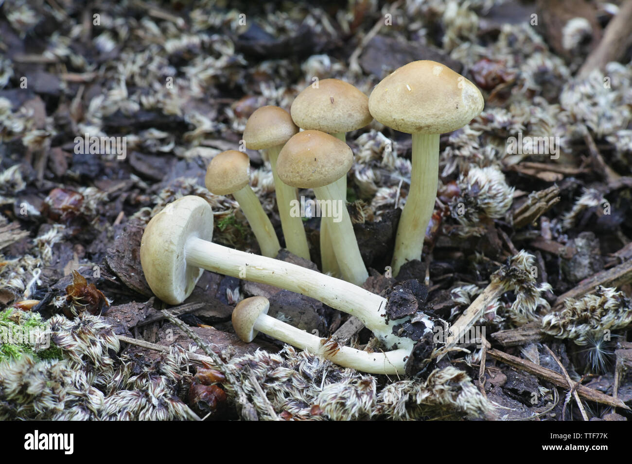 Agrocybe praecox cluster hi-res stock photography and images - Alamy