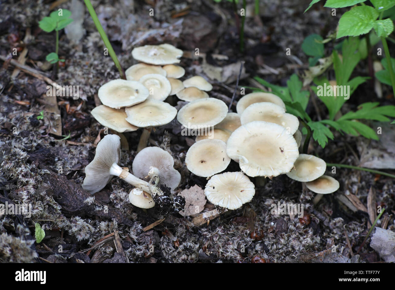Agrocybe praecox cluster hi-res stock photography and images - Alamy