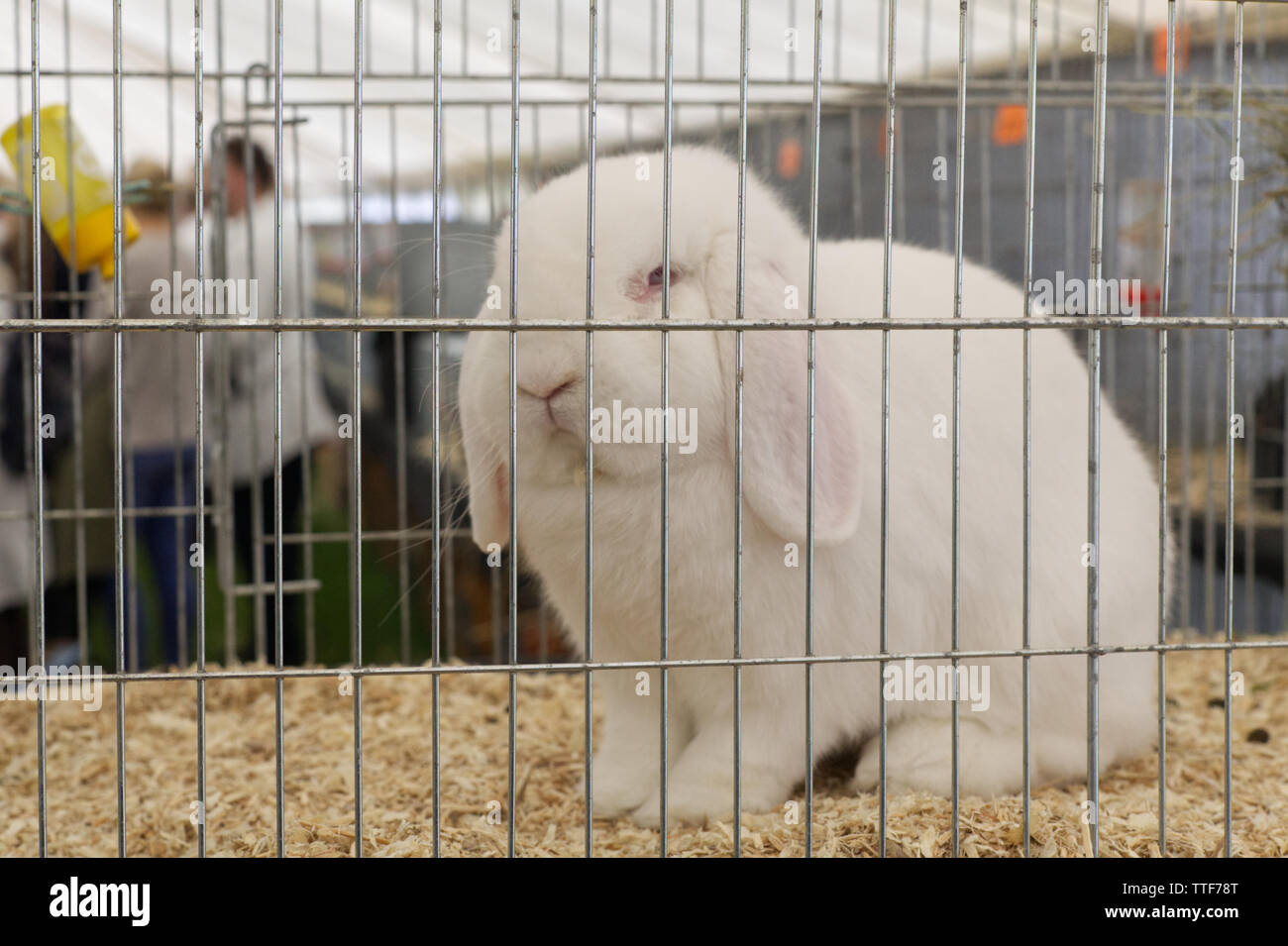 Caged floppy eared rabbit Stock Photo - Alamy