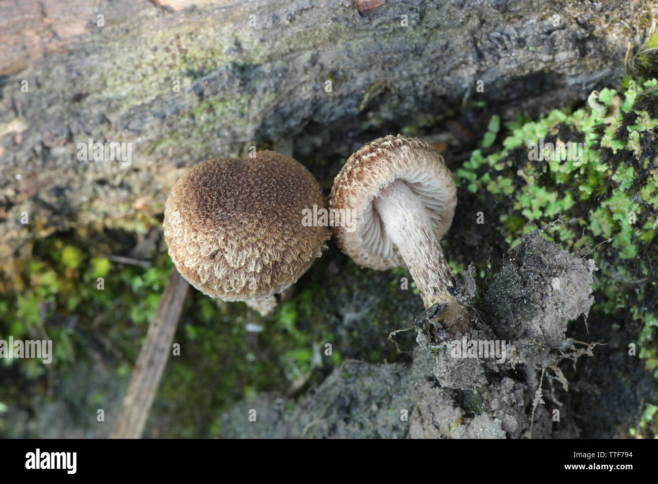 Inocybe lacera, commonly known as the torn fibrecap, a poisonous ...