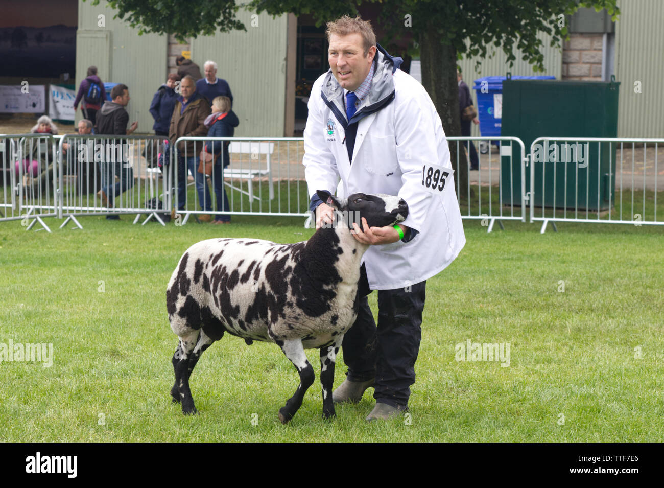 Dutch Spotted Ram in the show ring Stock Photo - Alamy