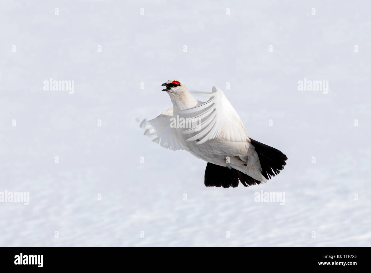 Adult male Svalbard rock ptarmigan. This is a rare, territorial bird ...