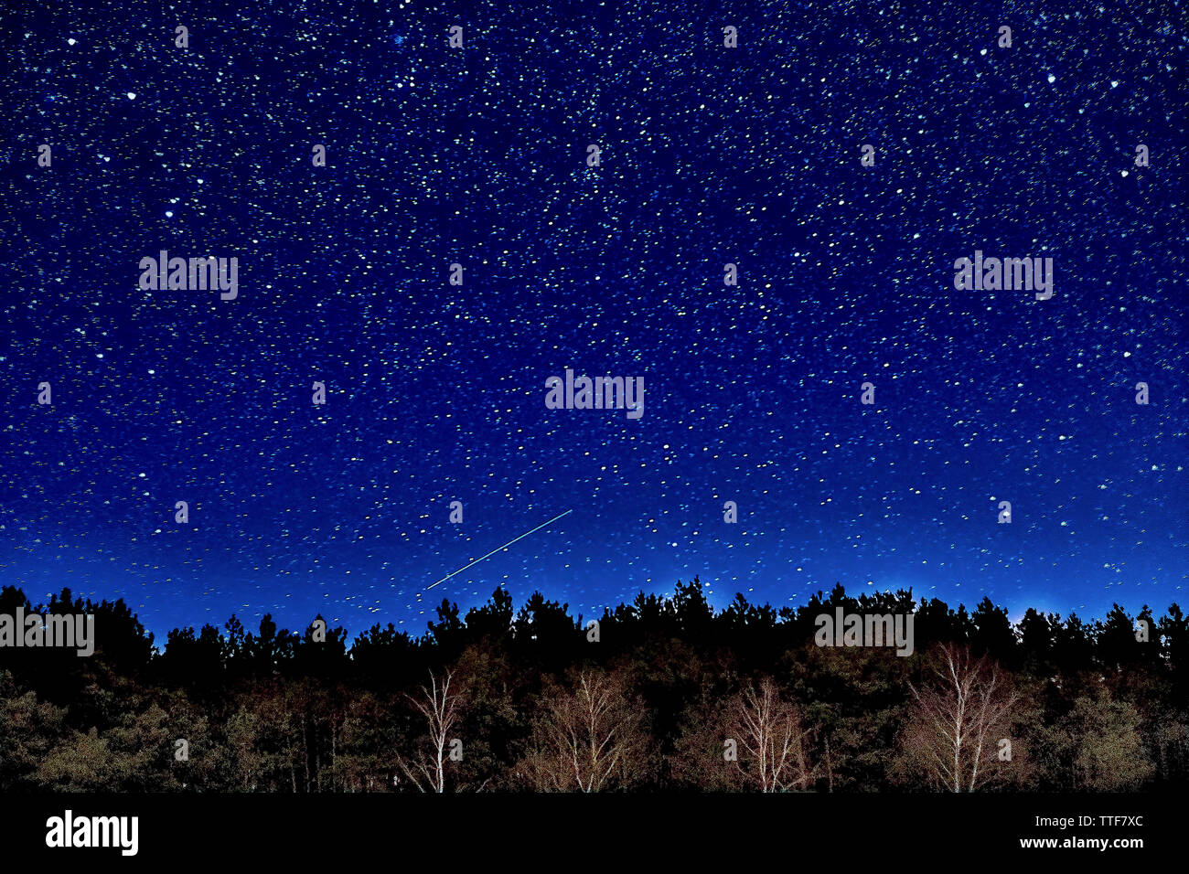 Forest At Night With Stars