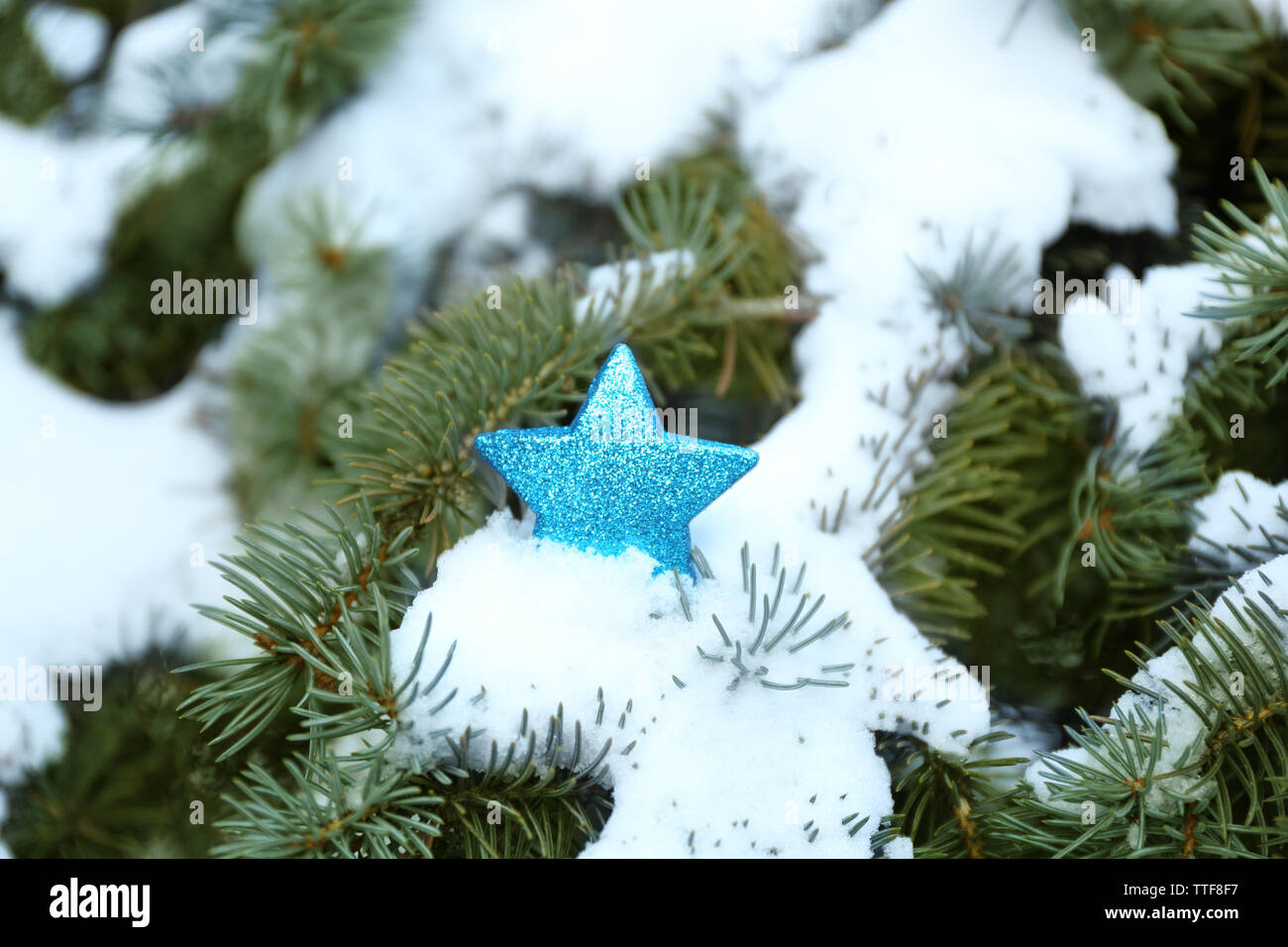 Christmas blue star on a snowy fir tree branch Stock Photo - Alamy