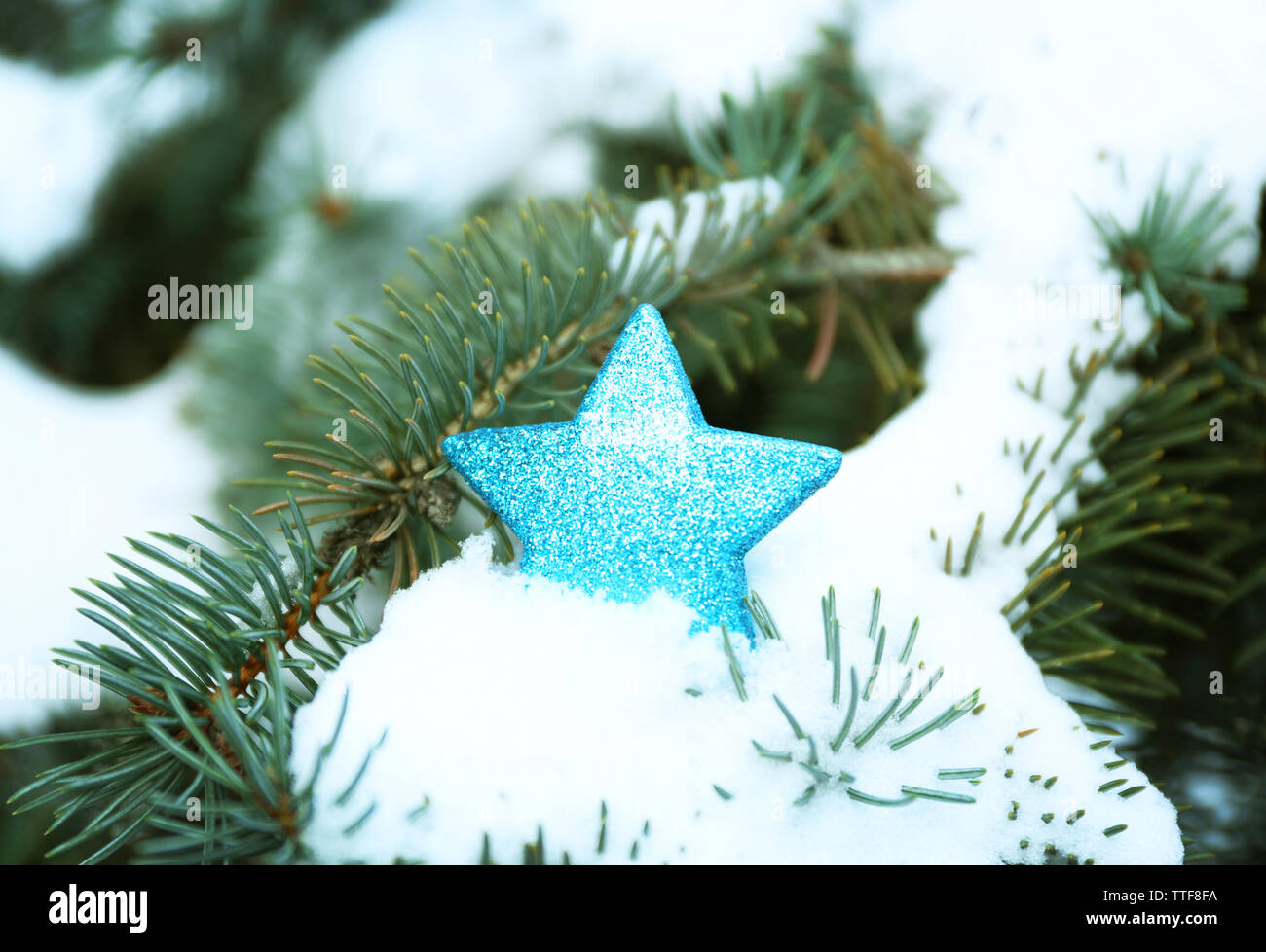 Christmas blue star on a snowy fir tree branch Stock Photo - Alamy